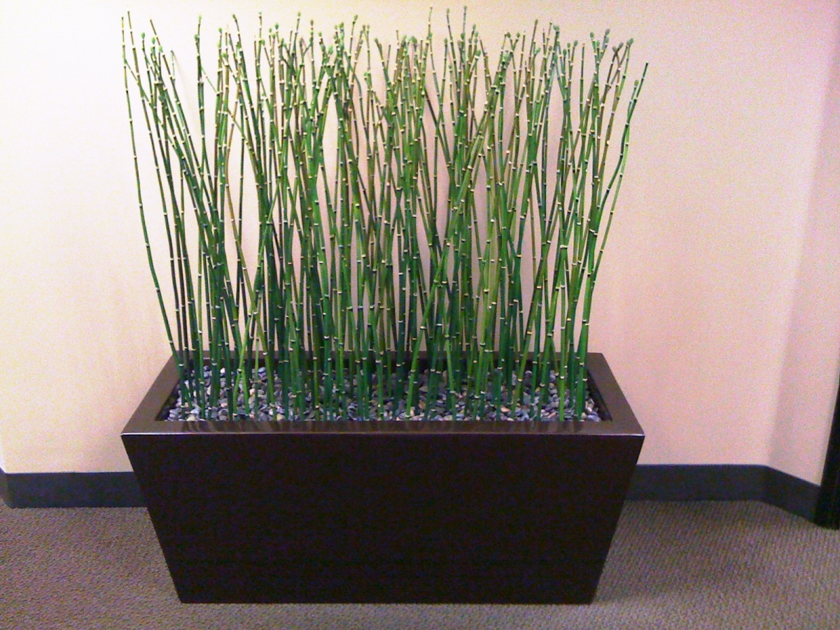 Horsetail Plant Care In Pots at Spencer Neighbour blog