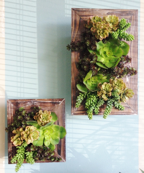 Succulent Walls - Plantscapers