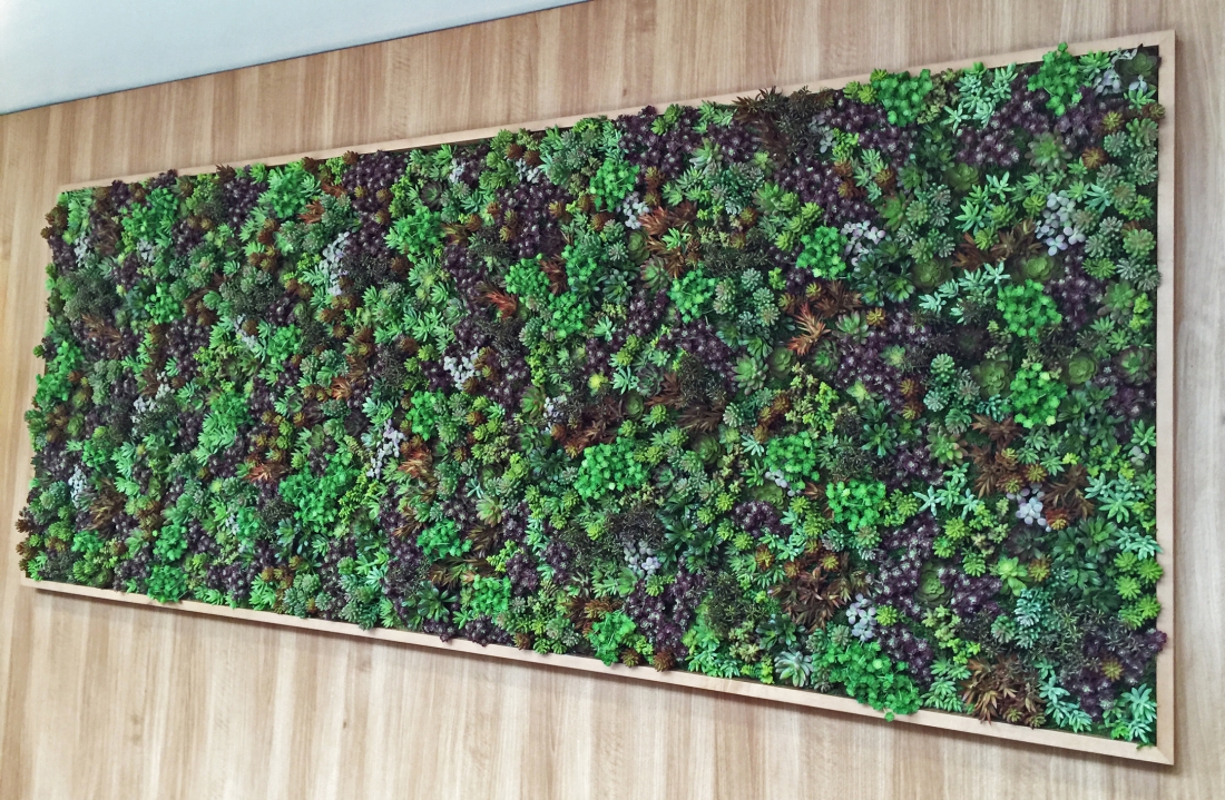 sedum-wall - Plantscapers