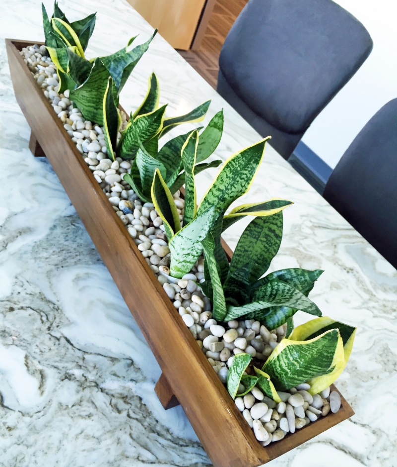Plants-on-conference-table - Plantscapers