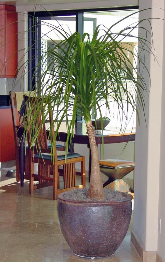 Succulents for the Desert Interiors - Plantscapers