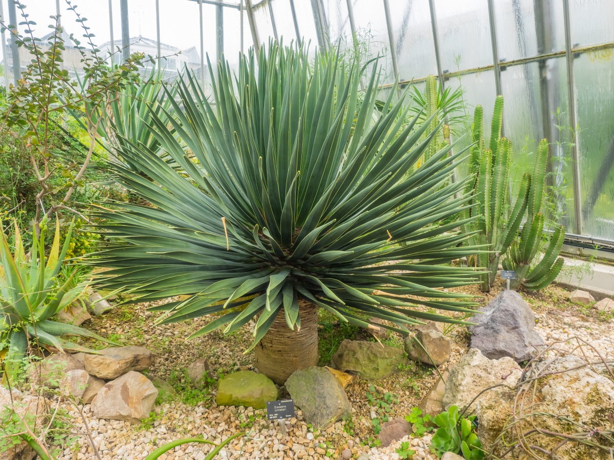 The Dragon Tree Myth - Plantscapers