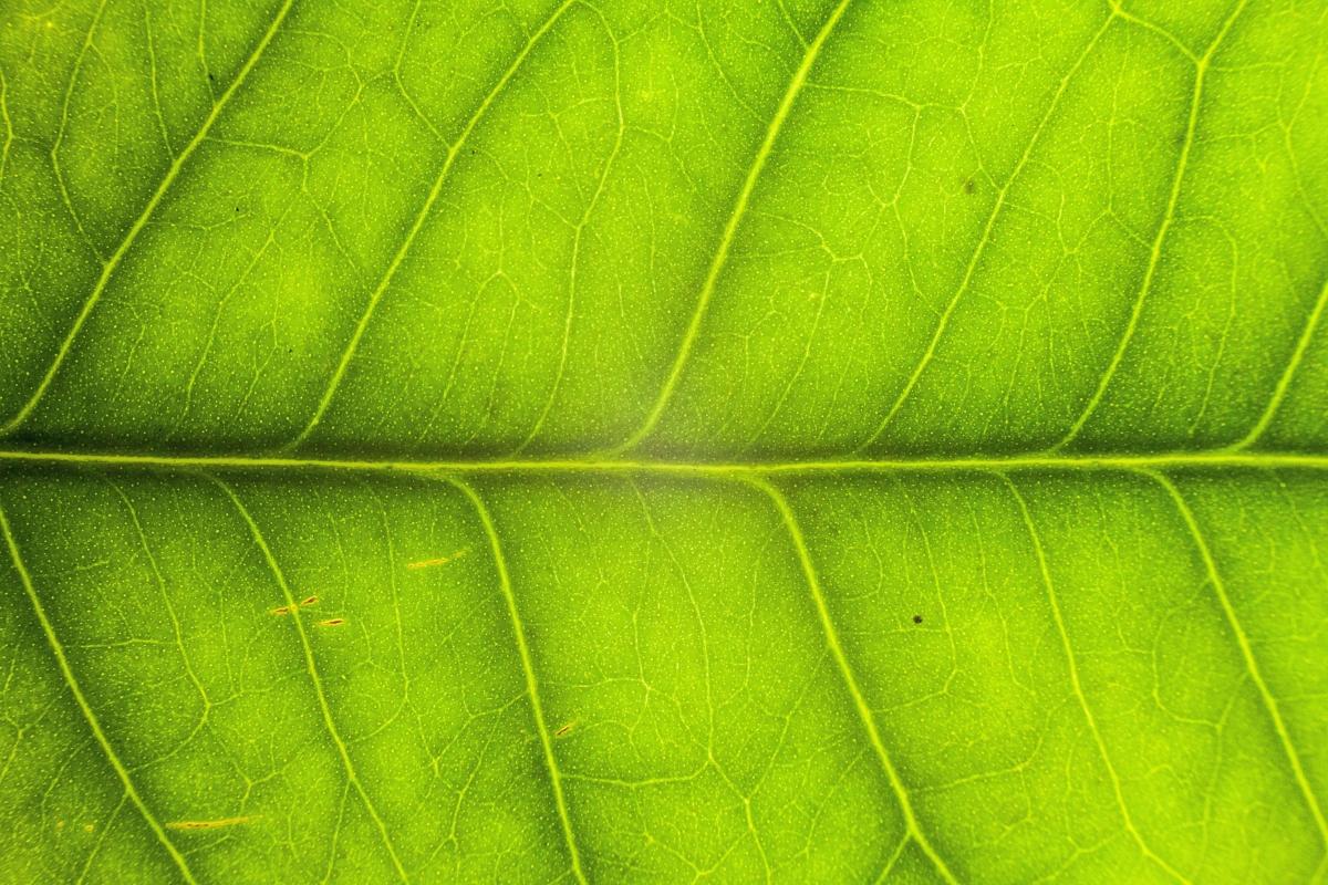 green leaf shutterstock_551949883 - Plantscapers