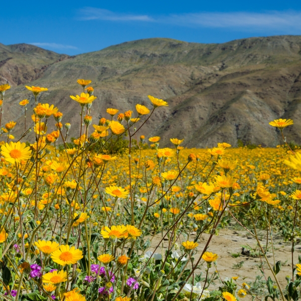 Super Blooms Are Everywhere - Plantscapers