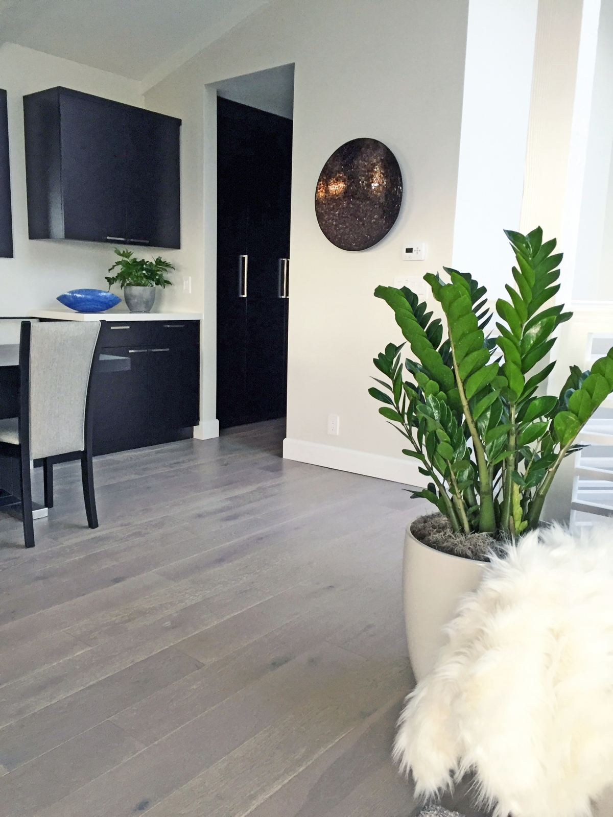 Jazz Up the Home with a ZZ Plant - Plantscapers