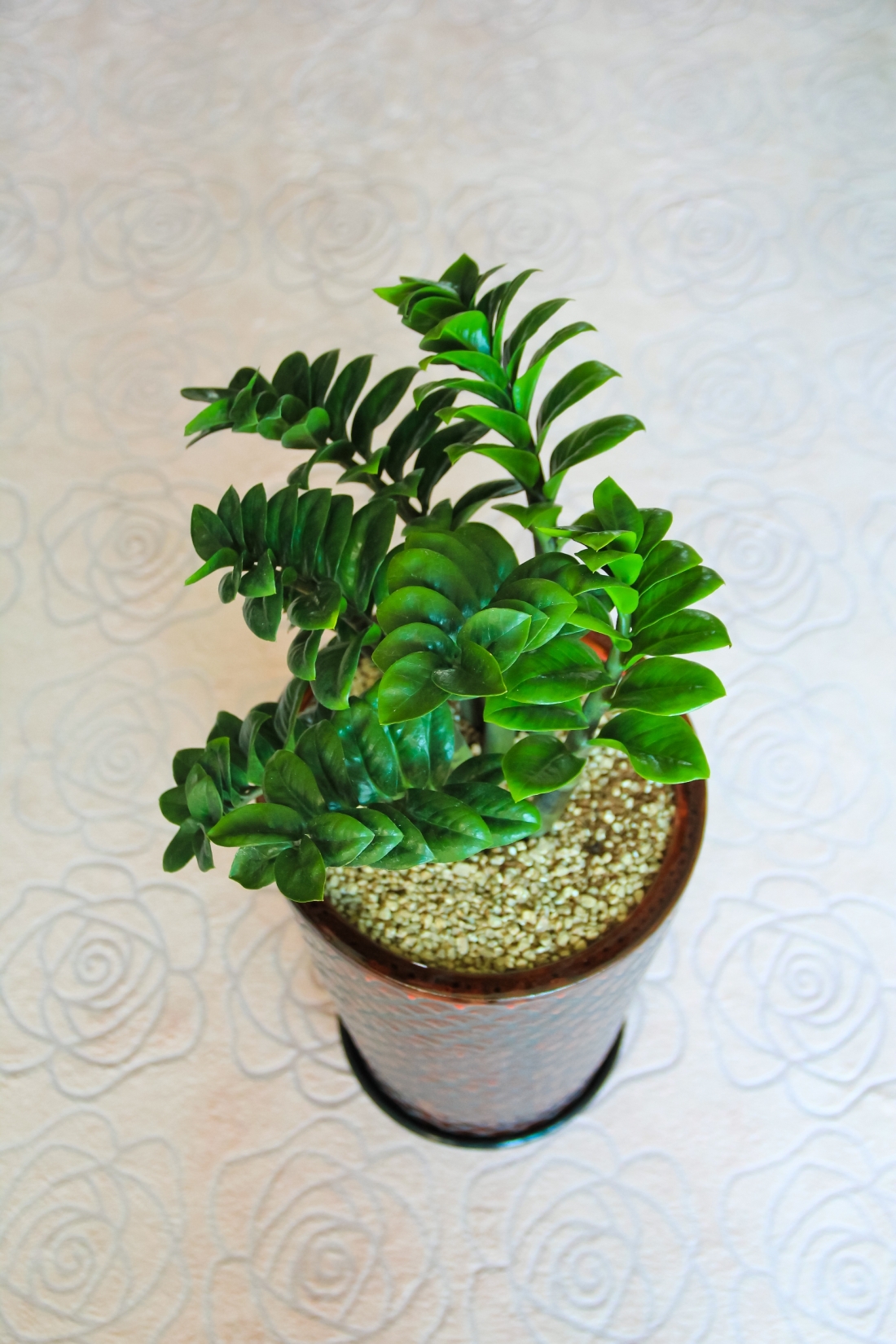 Unkillable Plants: Hearty Options for Your Home Office - Plantscapers