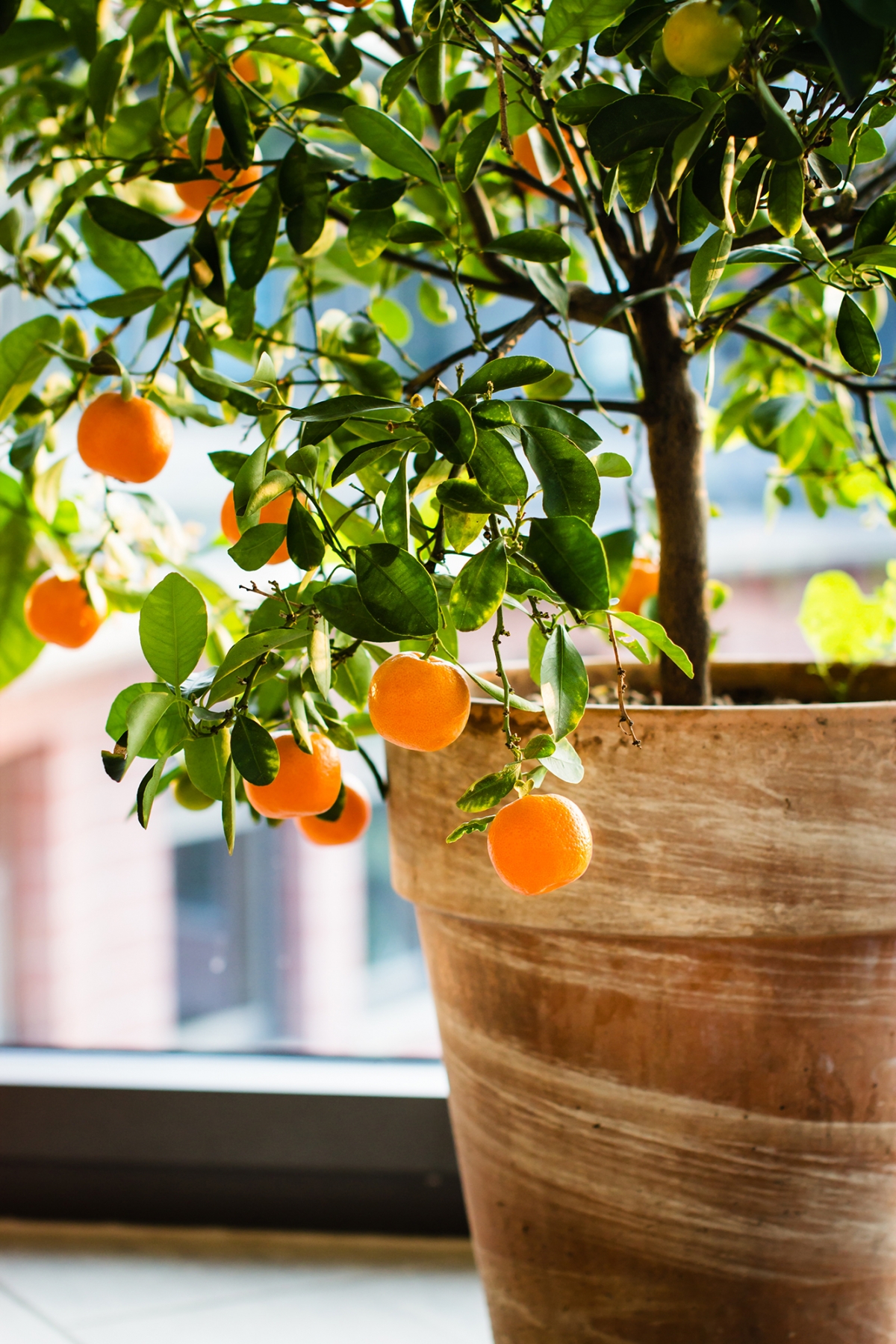 potted-citrus-orange - Plantscapers