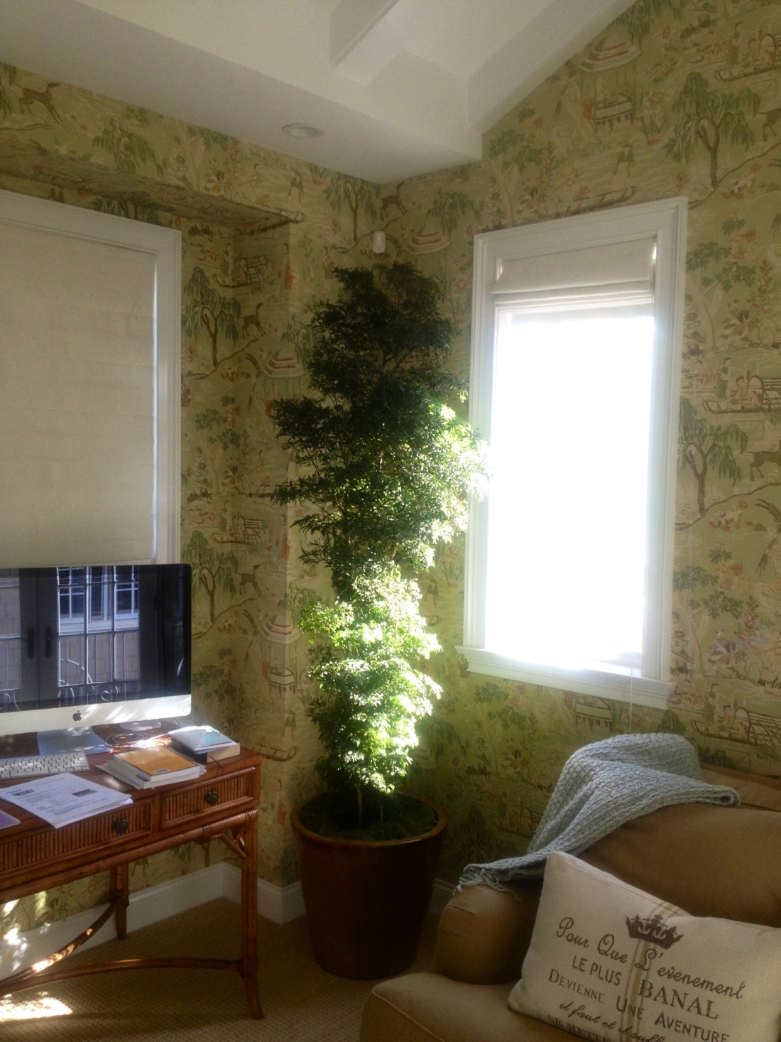 Dive Into Fall with 4 Decorative Indoor Plants - Plantscapers