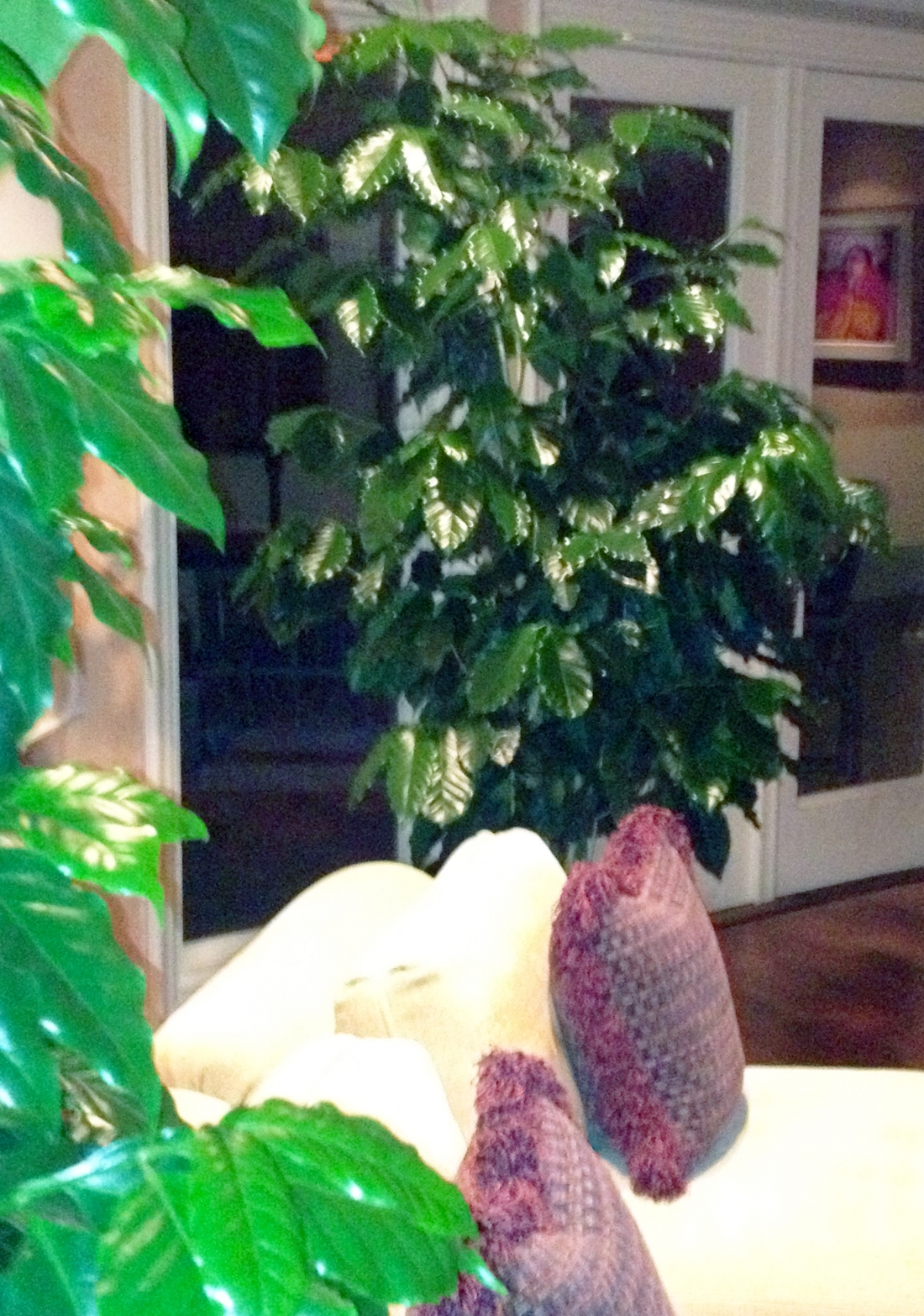 Dive Into Fall with 4 Decorative Indoor Plants - Plantscapers