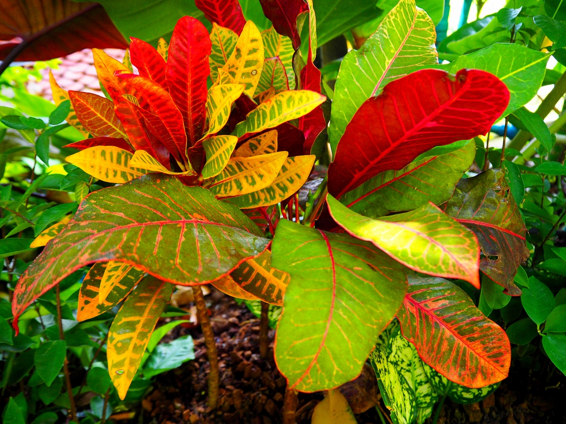 croton-colorful-plant - Plantscapers