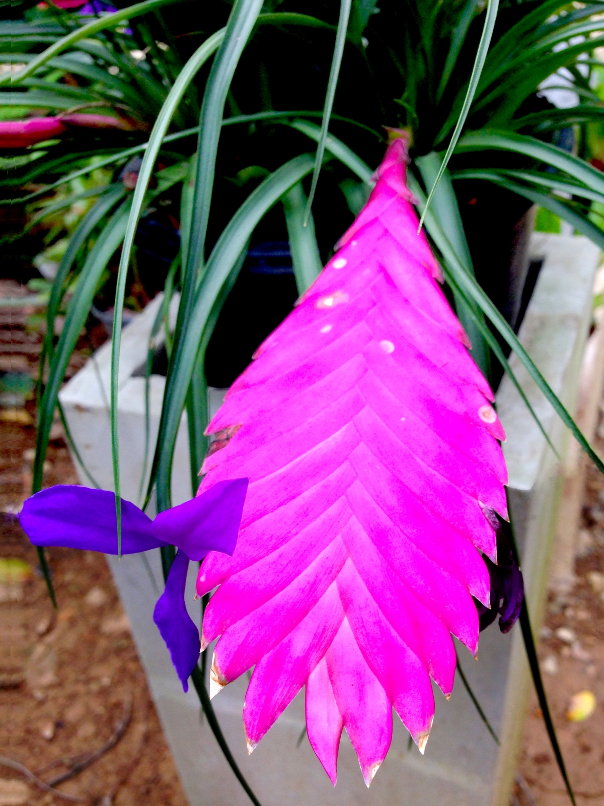 pink bromeliad - Plantscapers