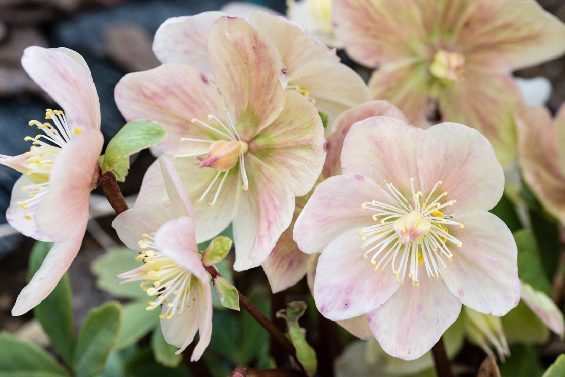 The Christmas Rose - Plantscapers