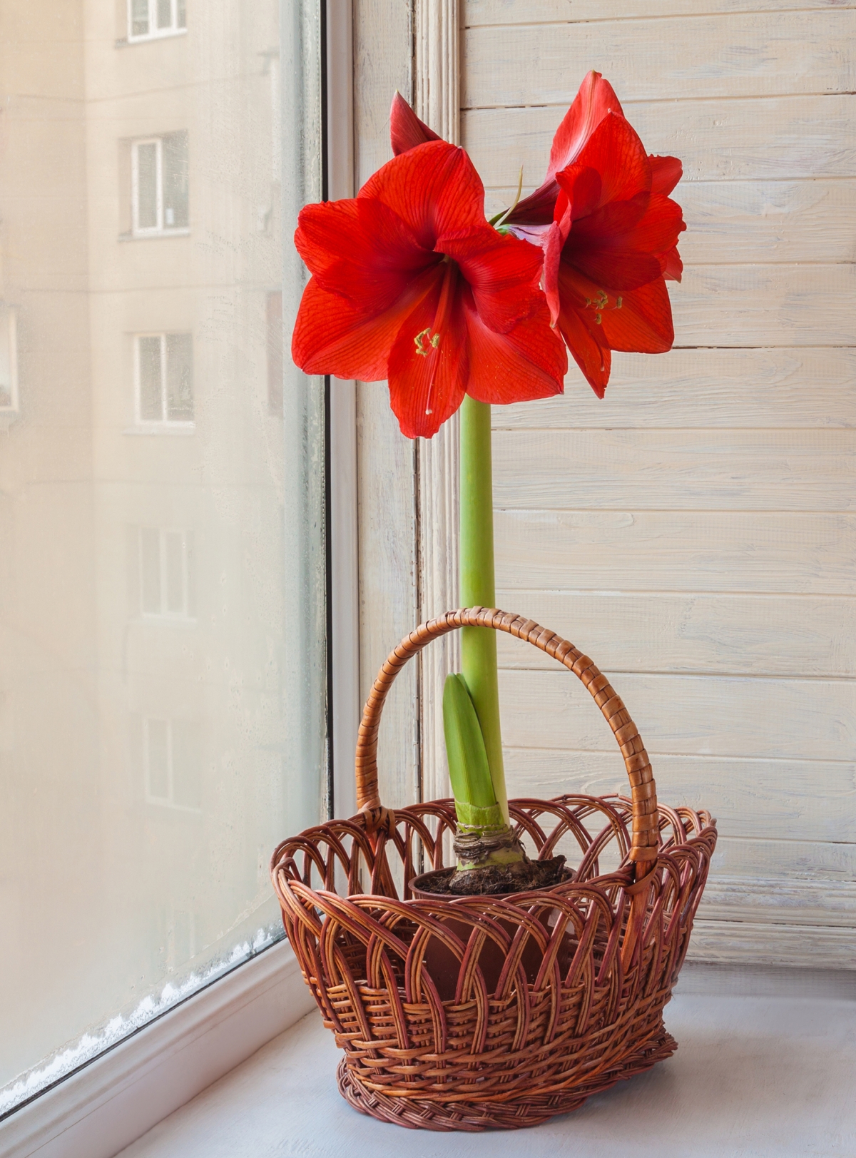 Indoor Potted Amaryllis - Plantscapers