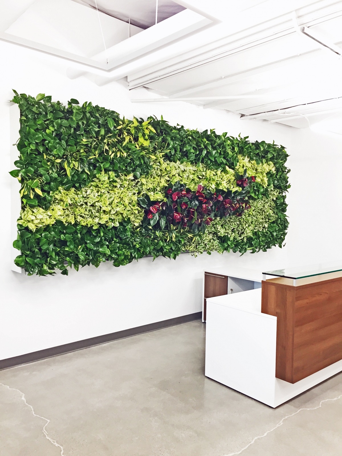 Living Walls & Why You Should Have One - Plantscapers