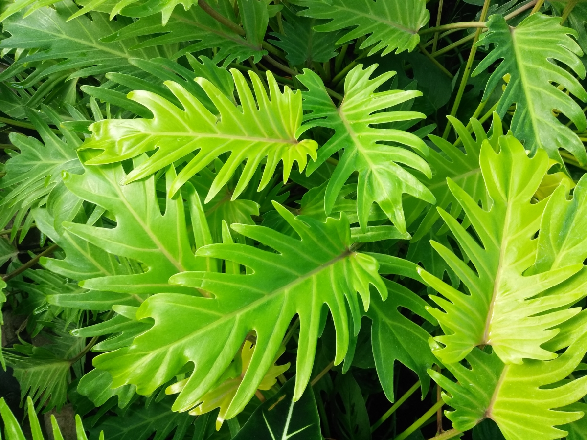 Danger in the Indoor Forest: Poisonous Plants You Need to Know ...