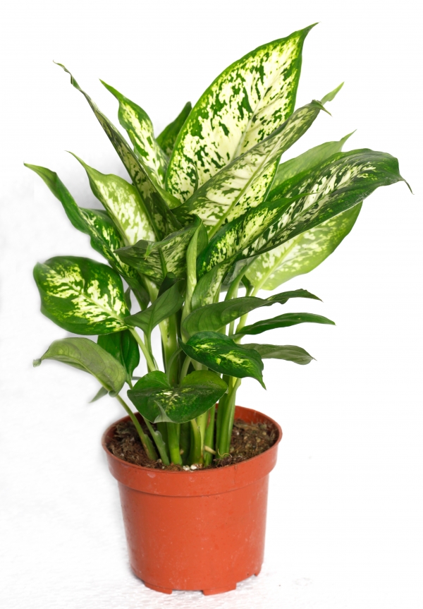 Danger in the Indoor Forest: Poisonous Plants You Need to Know ...