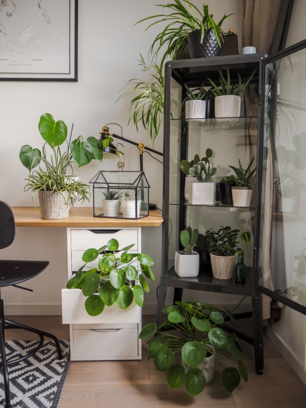 Unkillable Plants: Hearty Options for Your Home Office - Plantscapers