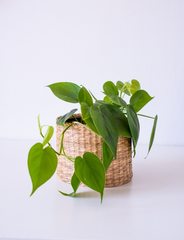 Unkillable Plants: Hearty Options for Your Home Office - Plantscapers