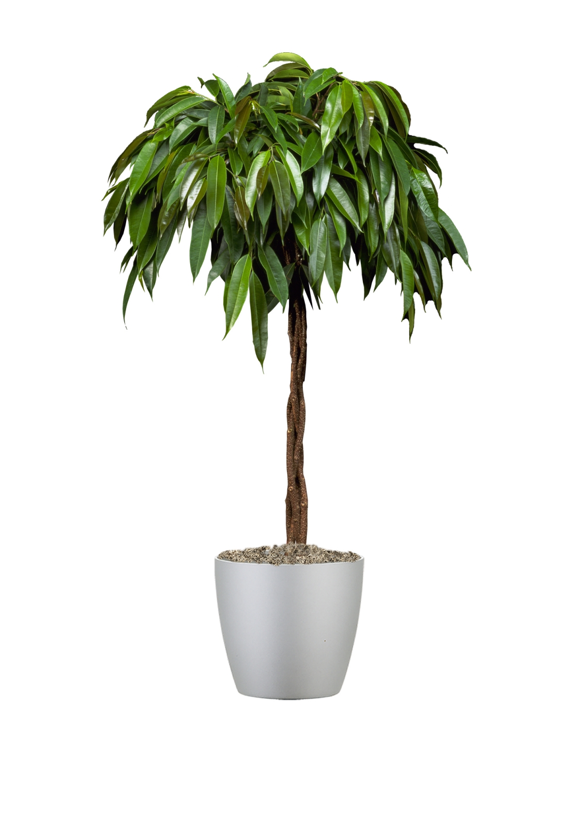 Ficus Alli - Plantscapers