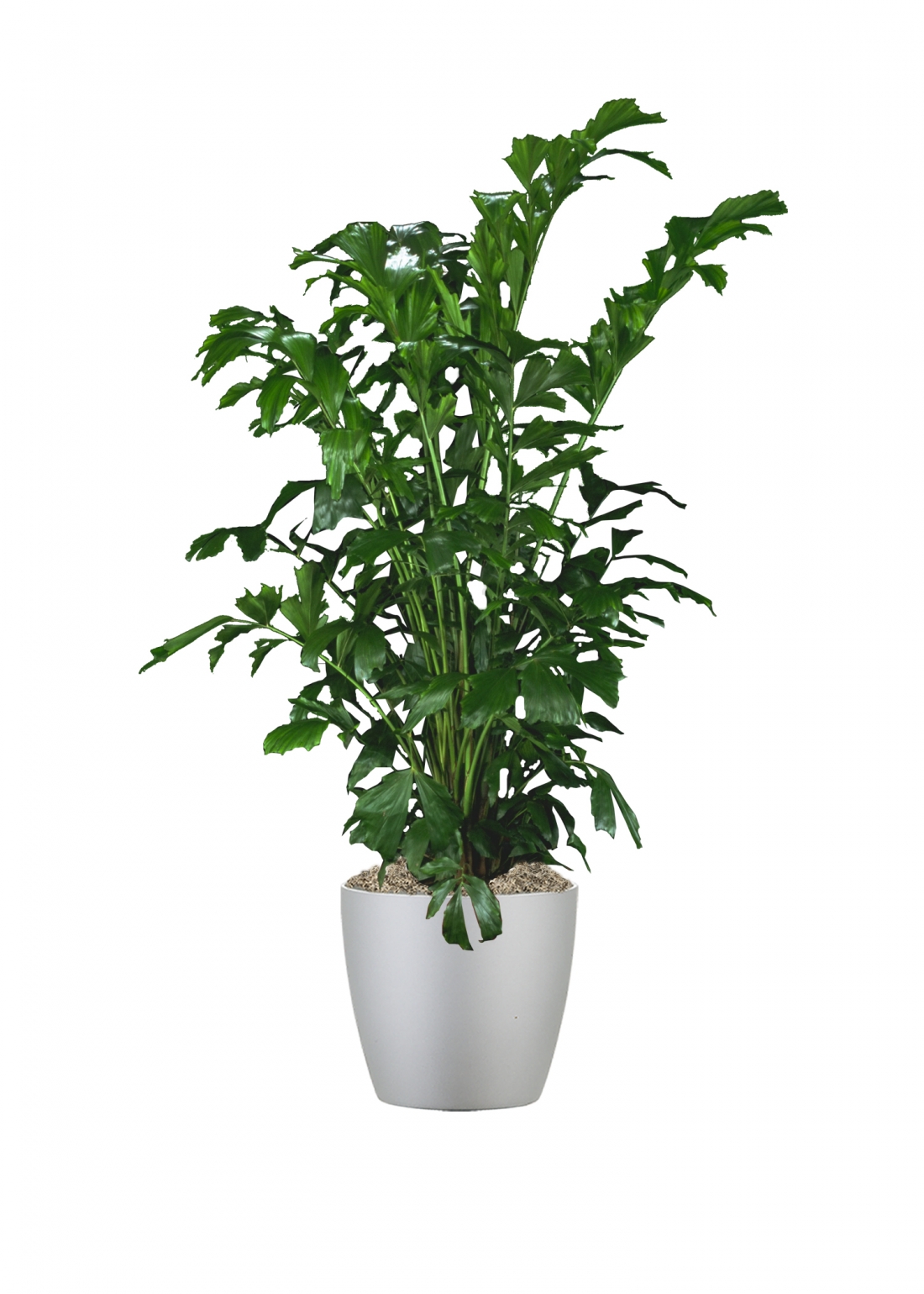 Fishtail Palm - Plantscapers